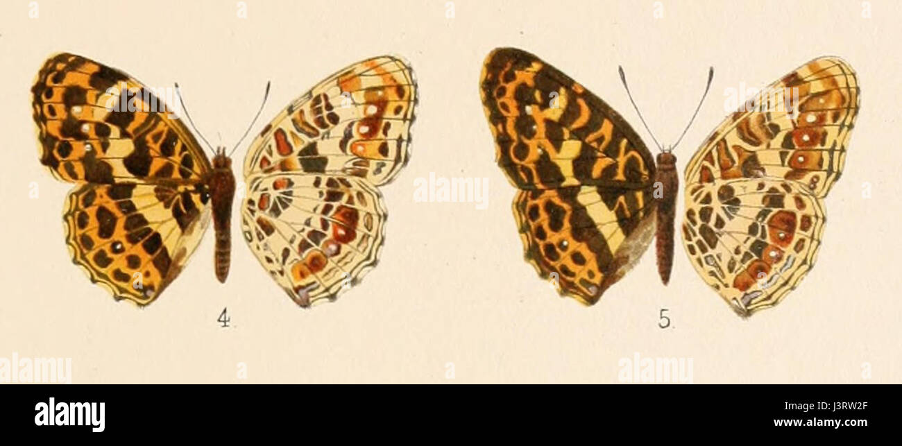 John Henry Leech Plate 26 Araschnia doris Stock Photo - Alamy