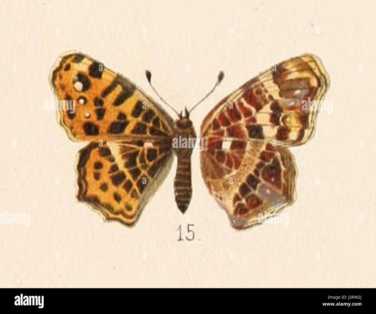 John Henry Leech Plate 26 Araschnia levana Stock Photo - Alamy