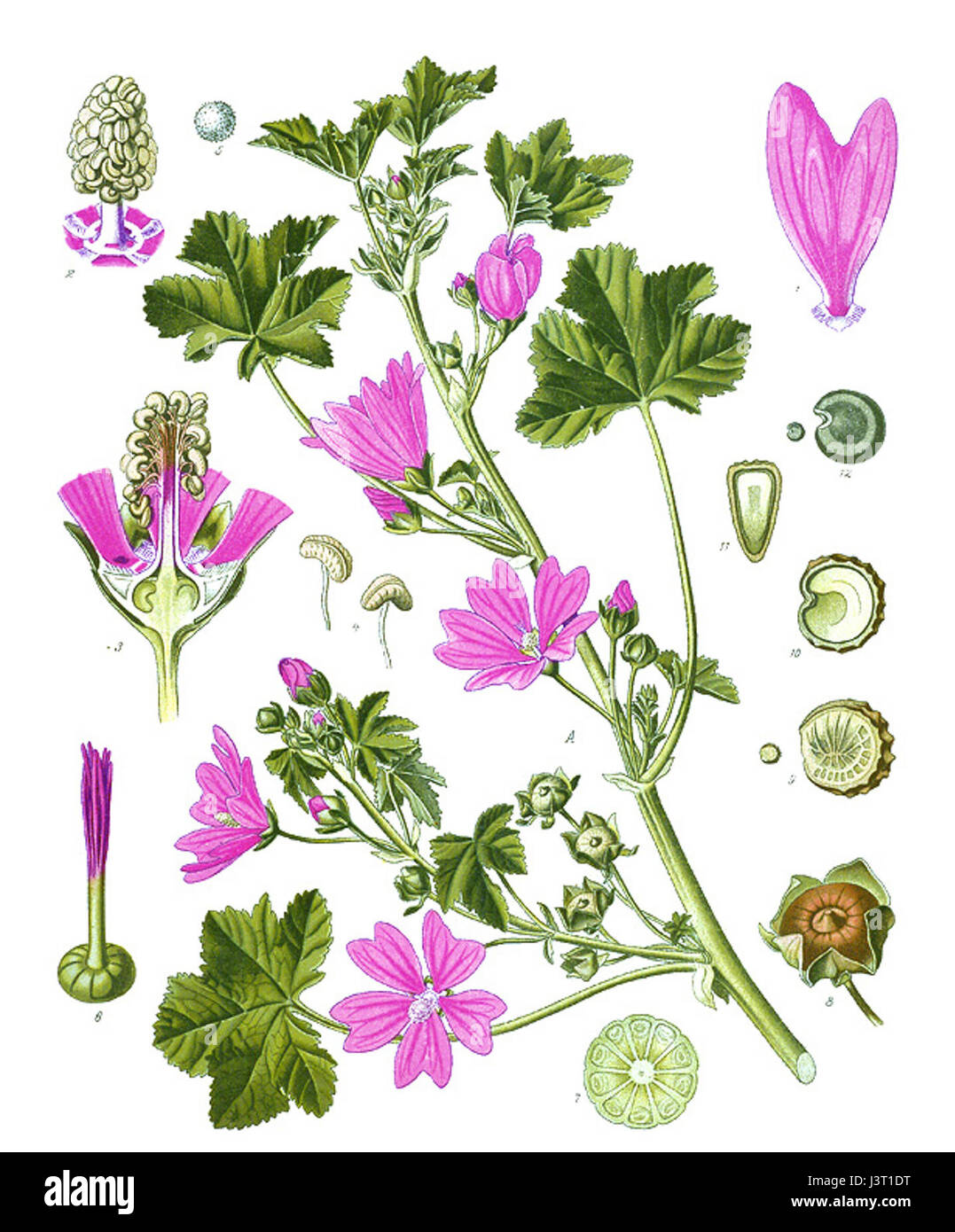 Koeh 222 cropped Stock Photo - Alamy