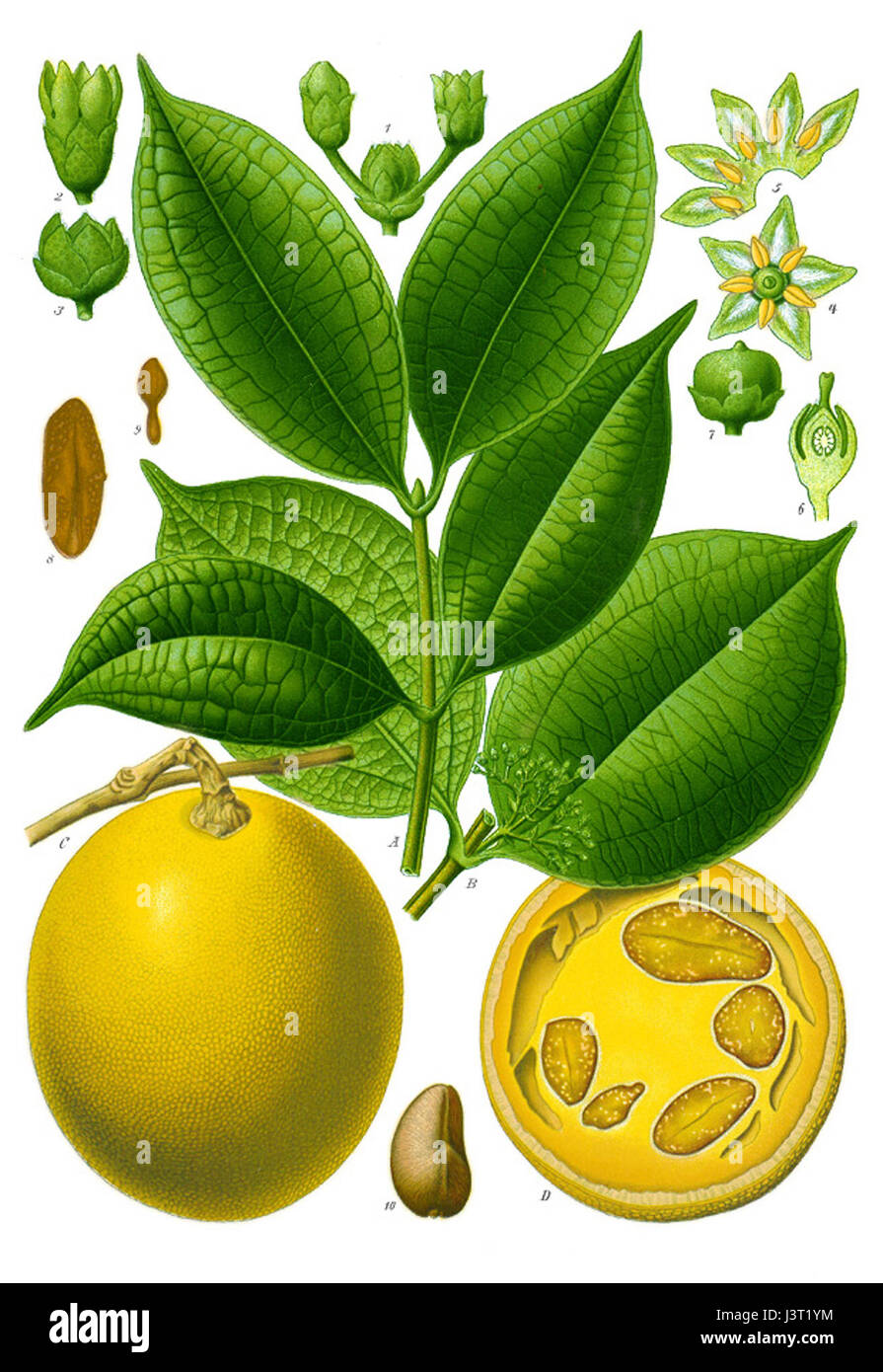 Koeh 132 cropped Stock Photo - Alamy