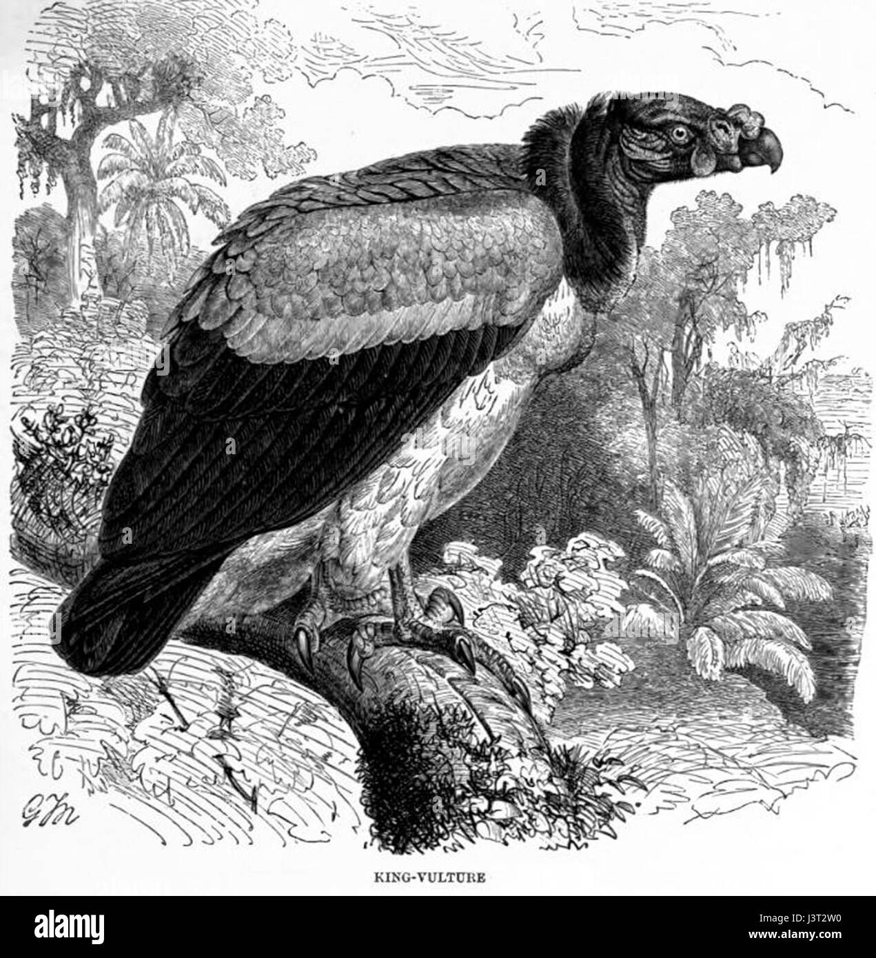 King vulture flight Black and White Stock Photos & Images - Alamy