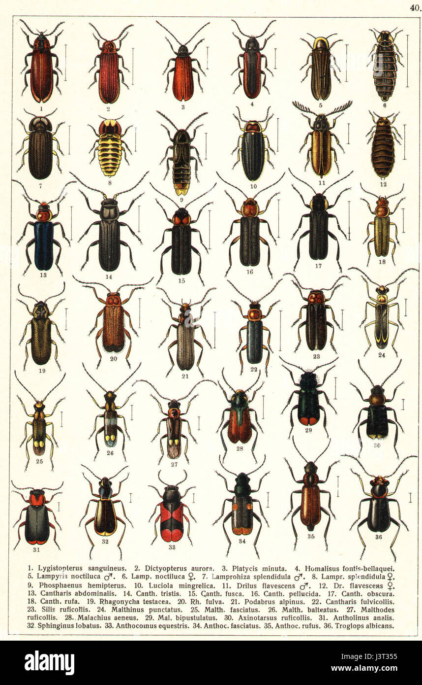 An image of the 'Jacobs40,' a notable historical artifact or document ...