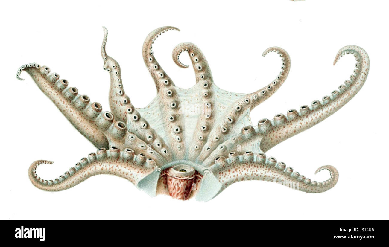 Japetella diaphana, also known as the glass octopus, is a species of ...