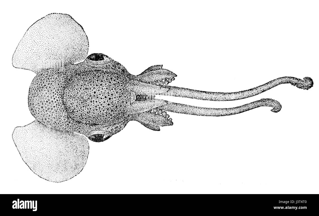 Iridoteuthis iris is a species of glass squid known for its distinctive ...