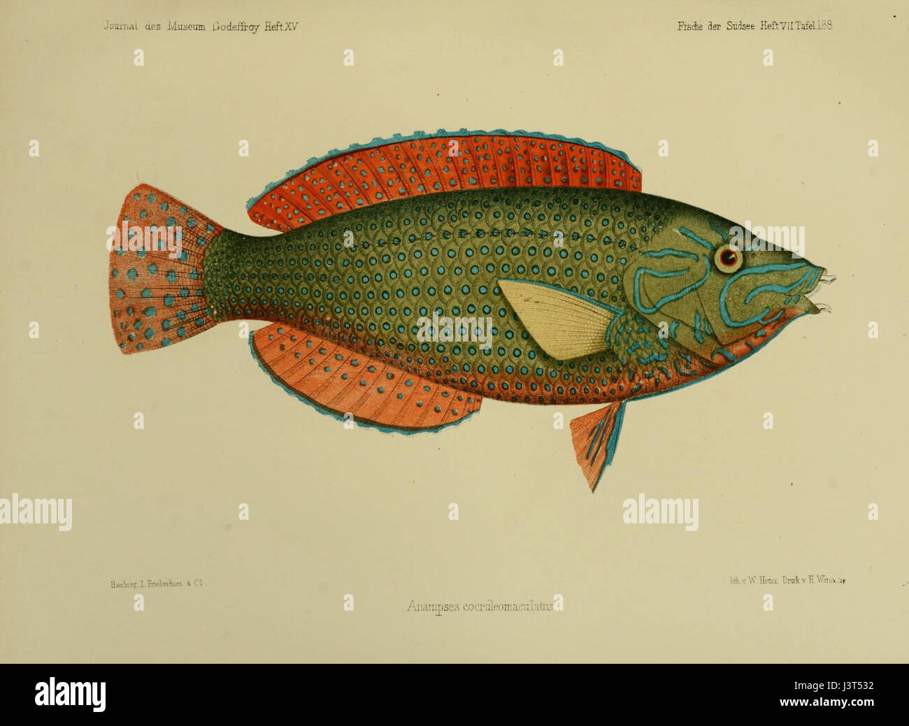 The 'Journal Museum Godoeffroy' Heft XV focuses on the marine life of ...