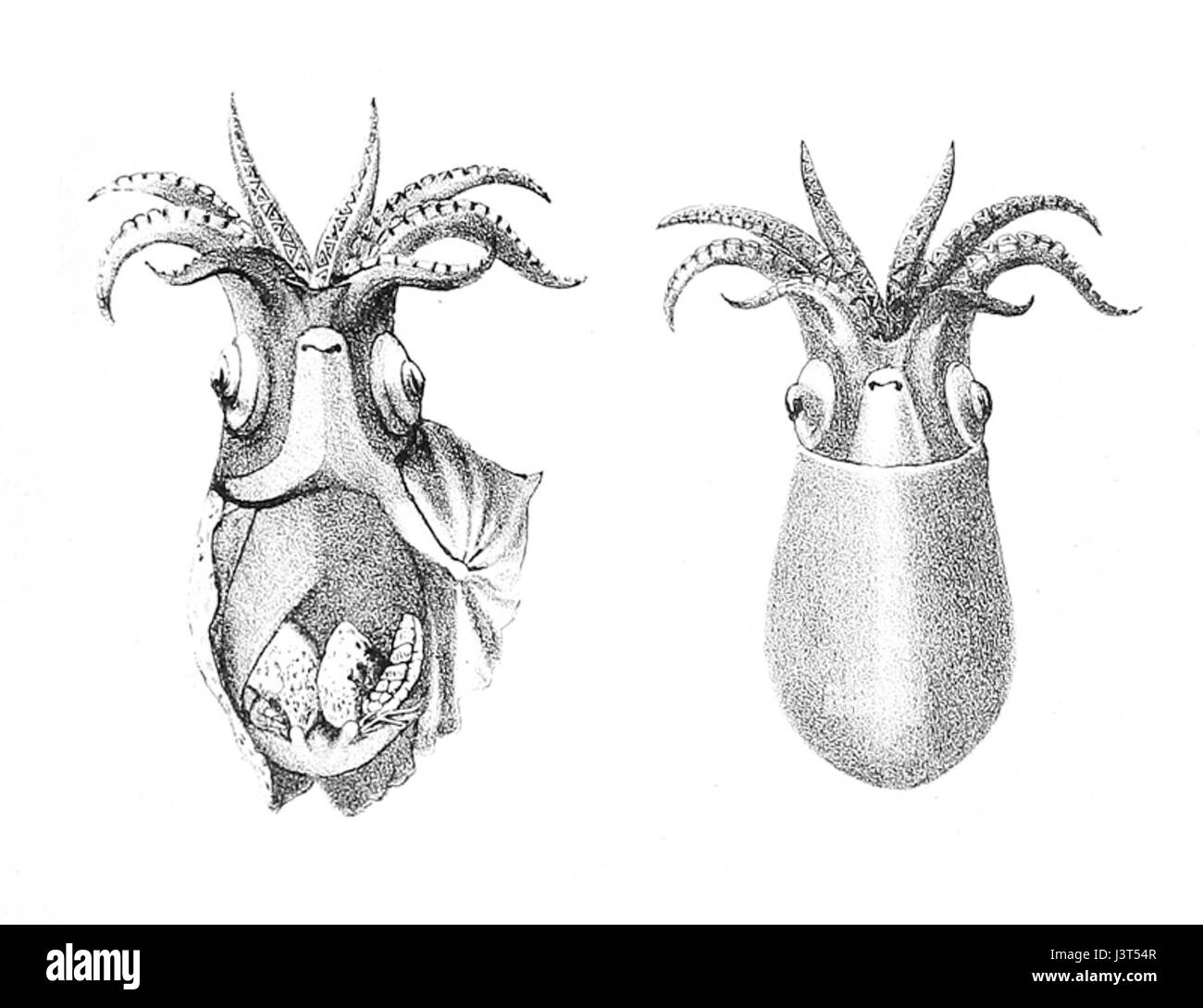 Dark deep sea Cut Out Stock Images & Pictures - Alamy