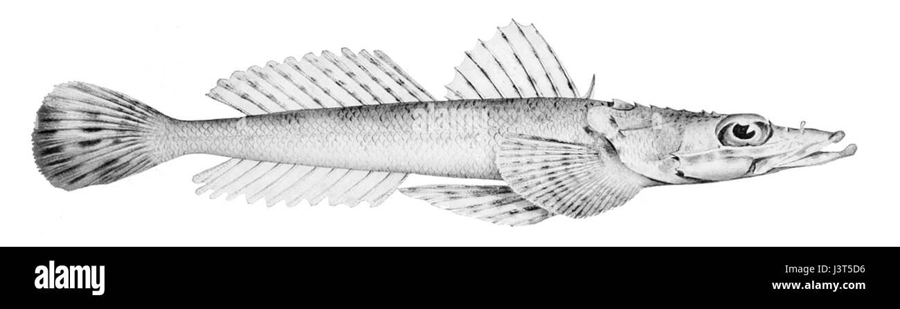 Supporting plant Black and White Stock Photos & Images - Alamy