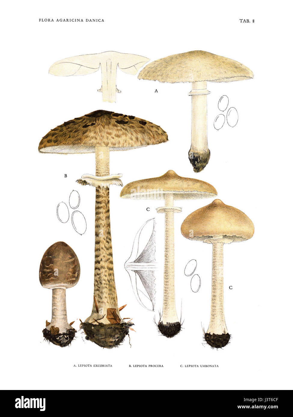 Families of flora Cut Out Stock Images & Pictures - Alamy