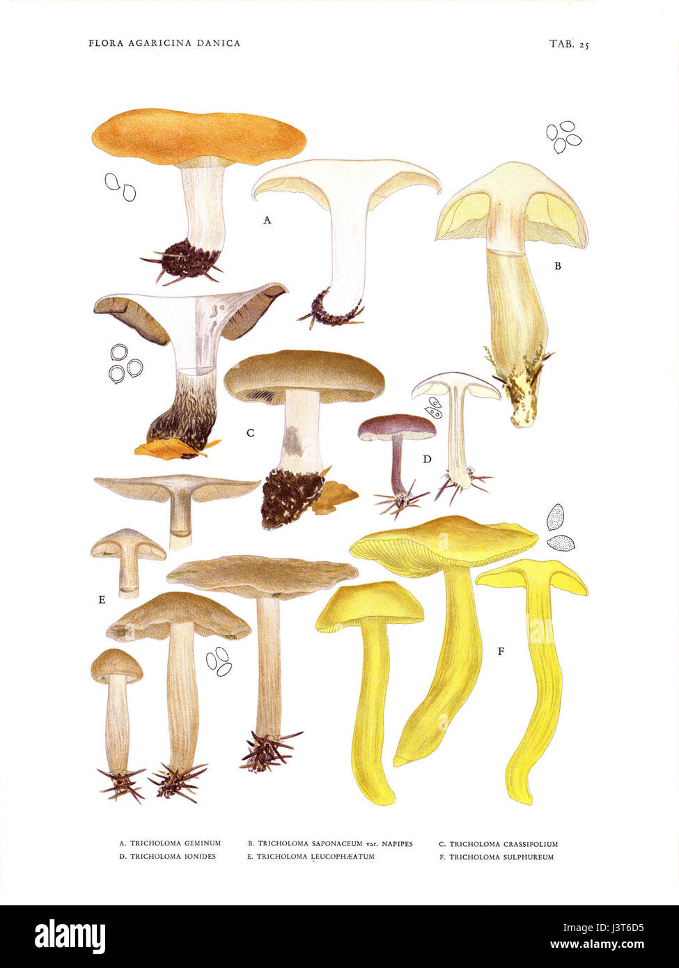 Botanical precision Cut Out Stock Images & Pictures - Alamy