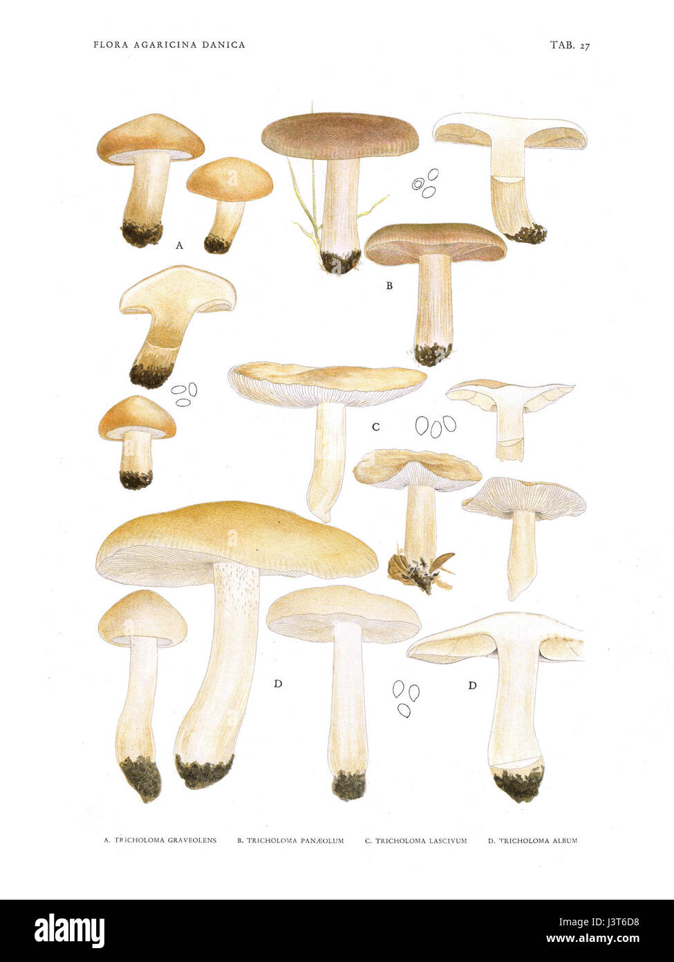 Flora cataloging Cut Out Stock Images & Pictures - Alamy