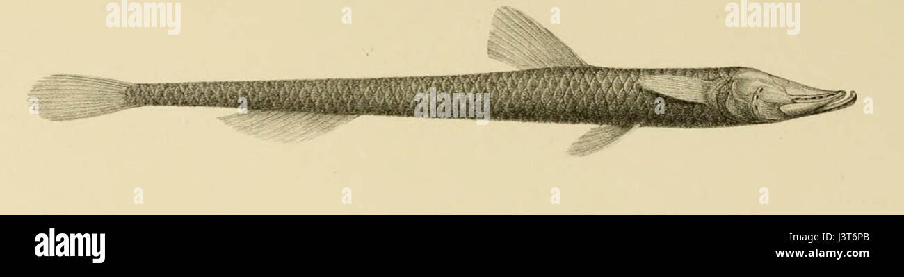 Ipnops crop refers to a species of fish in the Ipnops genus, which is a ...