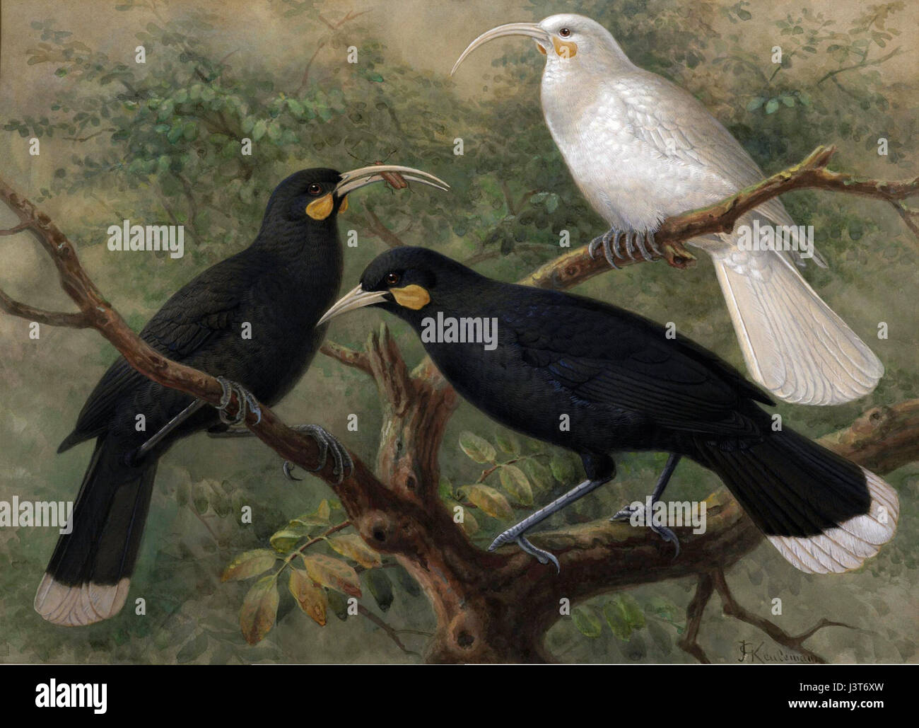 Keulemans High Resolution Stock Photography and Images - Alamy
