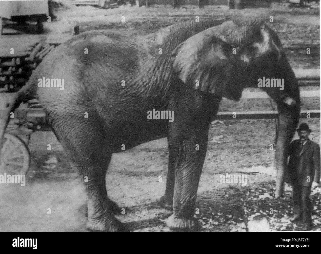 Matthew scott and jumbo hi-res stock photography and images - Alamy