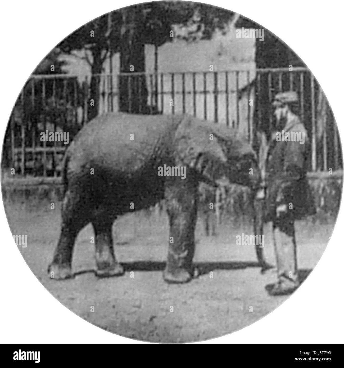 Zoo illustration image Black and White Stock Photos & Images - Alamy