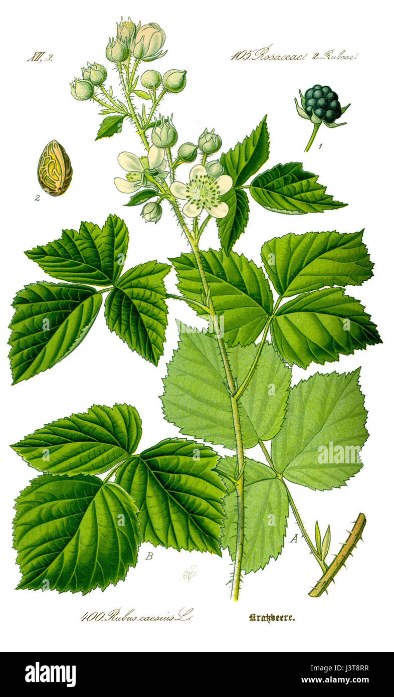 Illustration features various species hi-res stock photography and ...