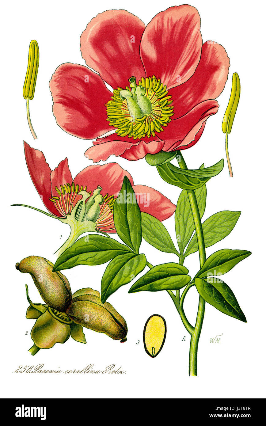 Science paeonia hi-res stock photography and images - Alamy