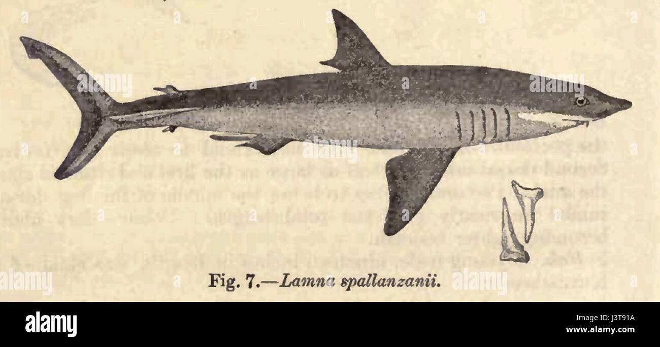 This image refers to a depiction of Isurus oxyrinchus, commonly known ...