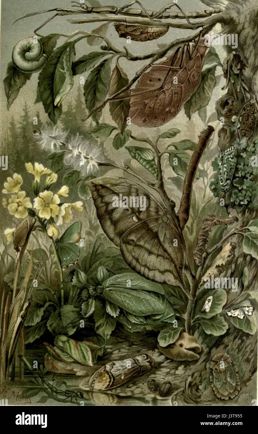 Insect mimicry refers to the evolutionary adaptation of insects to ...