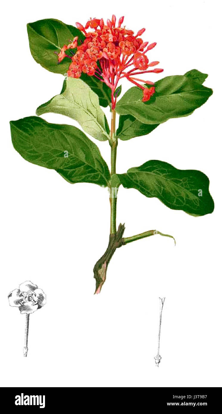 An image of 'Ixora coccinea,' a species of flowering plant native to ...