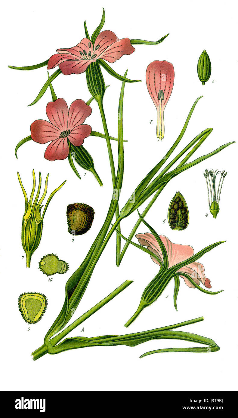 Corn cockle botanical illustration hi-res stock photography and images ...