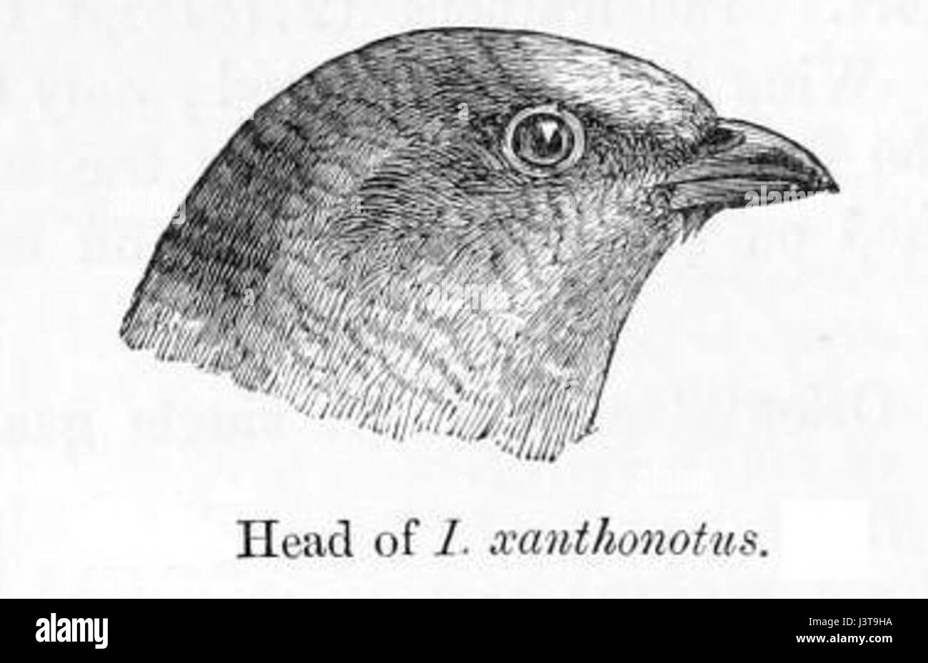 Xanthonotus is a genus of frogs commonly known as the chubby frogs ...