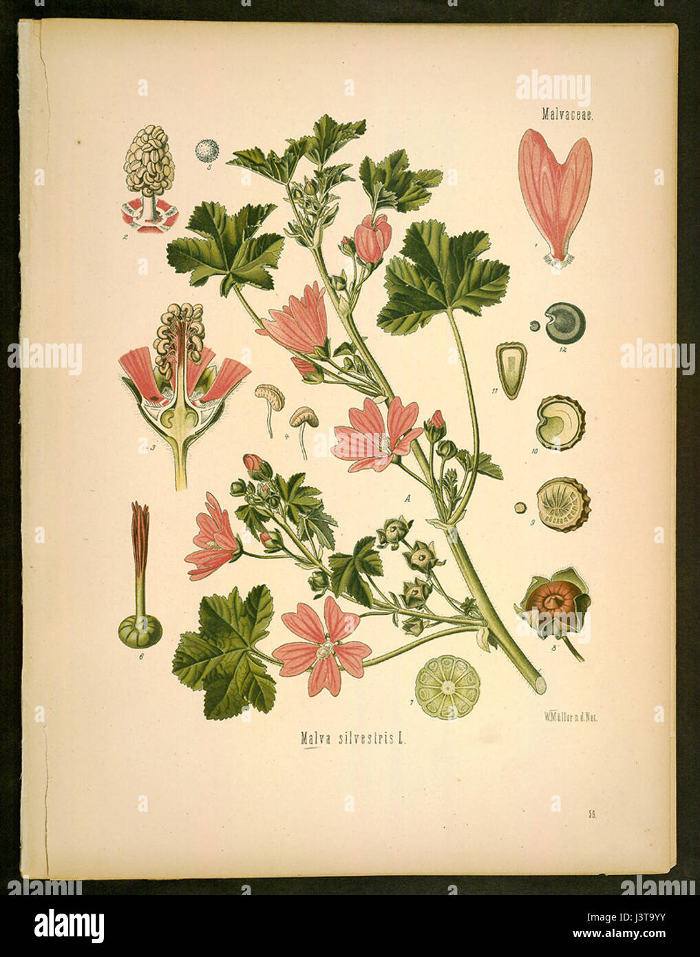 Koeh hi-res stock photography and images - Alamy