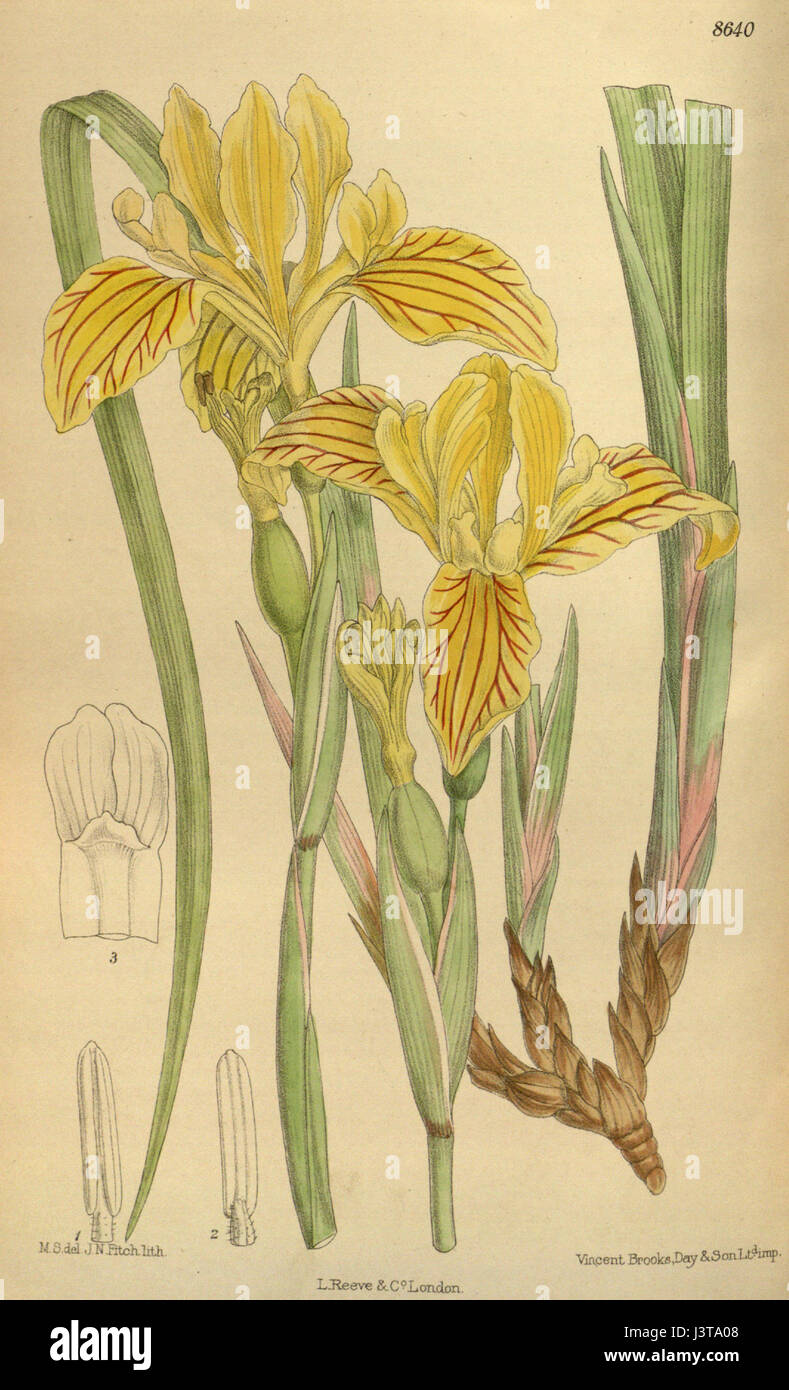 Specific flower anatomy hi-res stock photography and images - Alamy