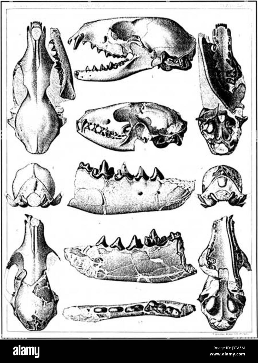 'Joda canidae cope1884' refers to a scientific classification, likely ...