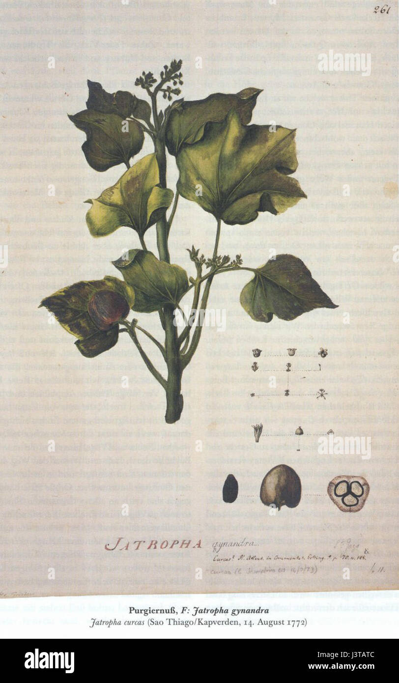 This drawing by Georg Forster in 1772 depicts Jatropha, a genus of ...