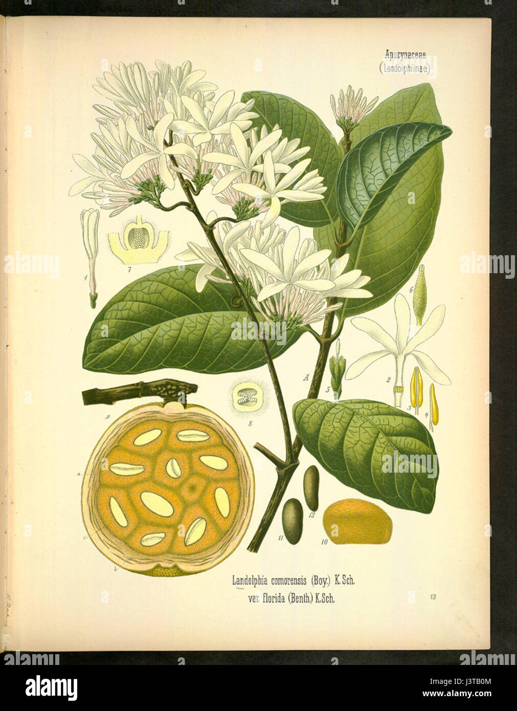 Koeh 085 original Stock Photo - Alamy