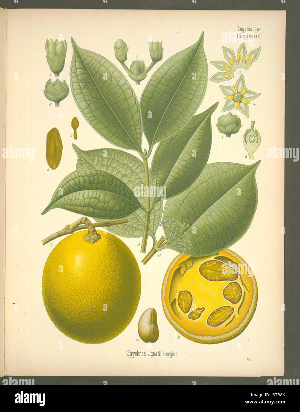 Koeh hi-res stock photography and images - Alamy