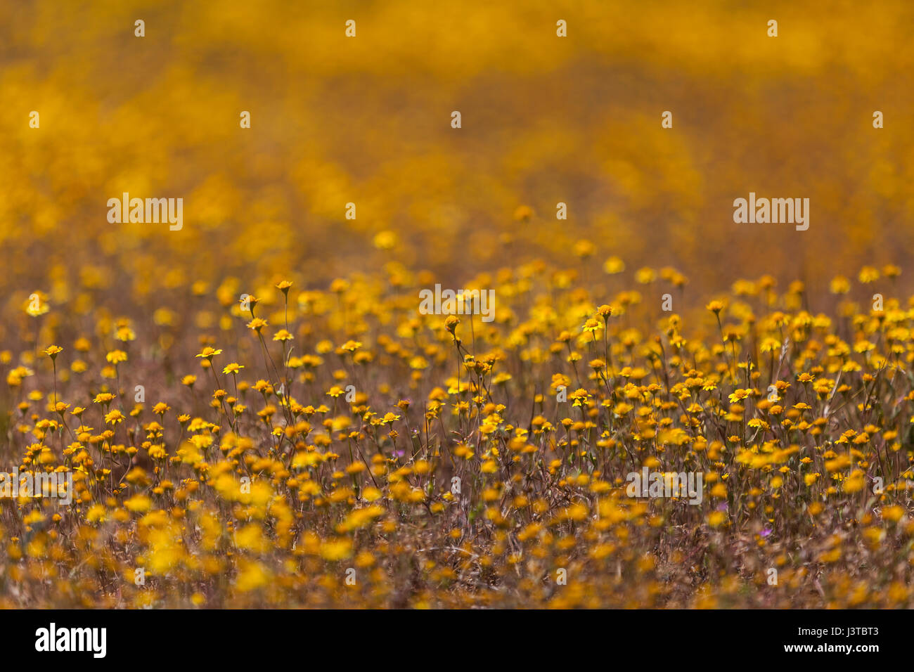 Multitude of yellow flowers hi-res stock photography and images - Alamy