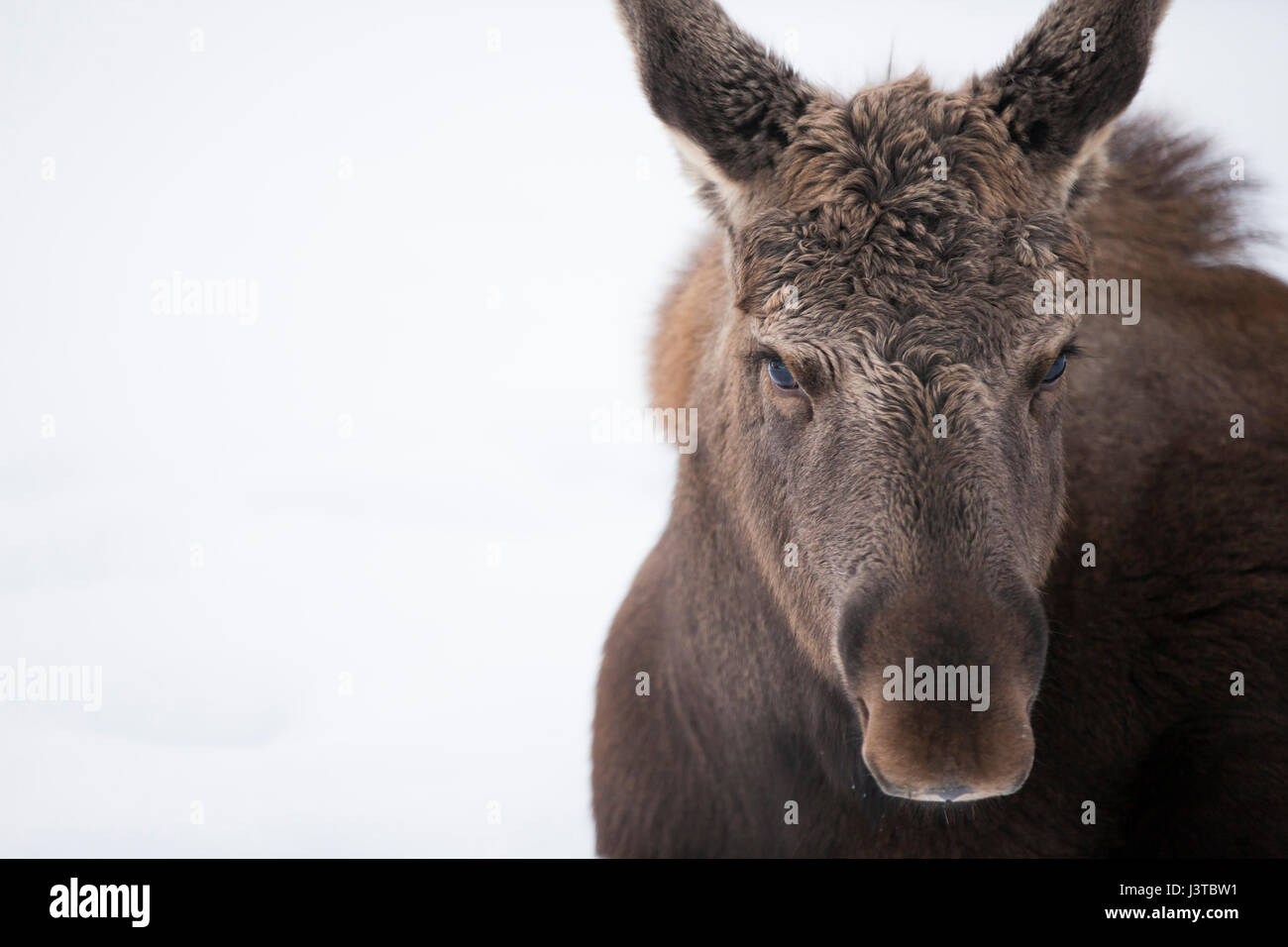 Alaskan bull moose hi-res stock photography and images - Alamy