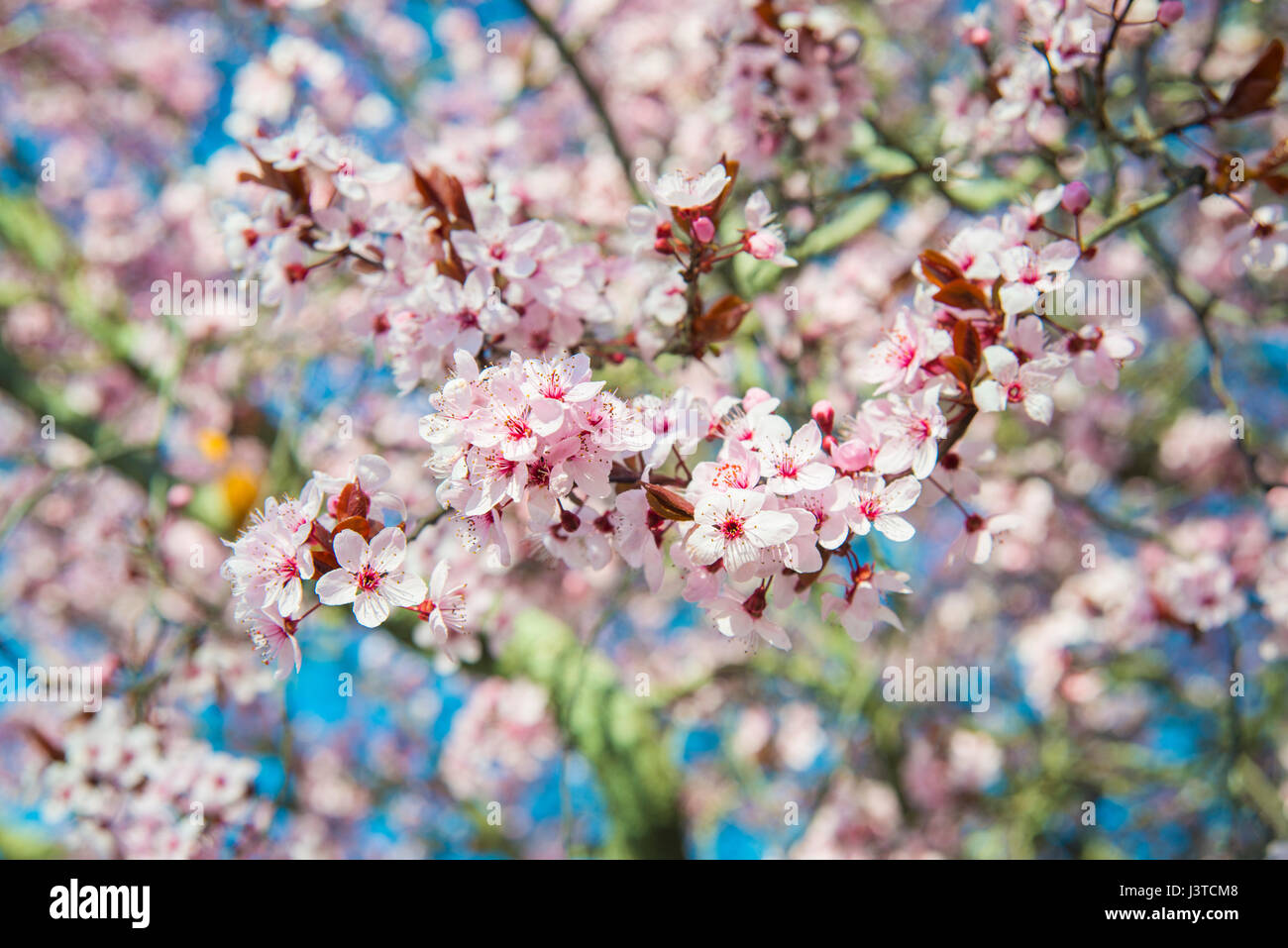 Branches of flowered almond tree. Close view Stock Photo - Alamy