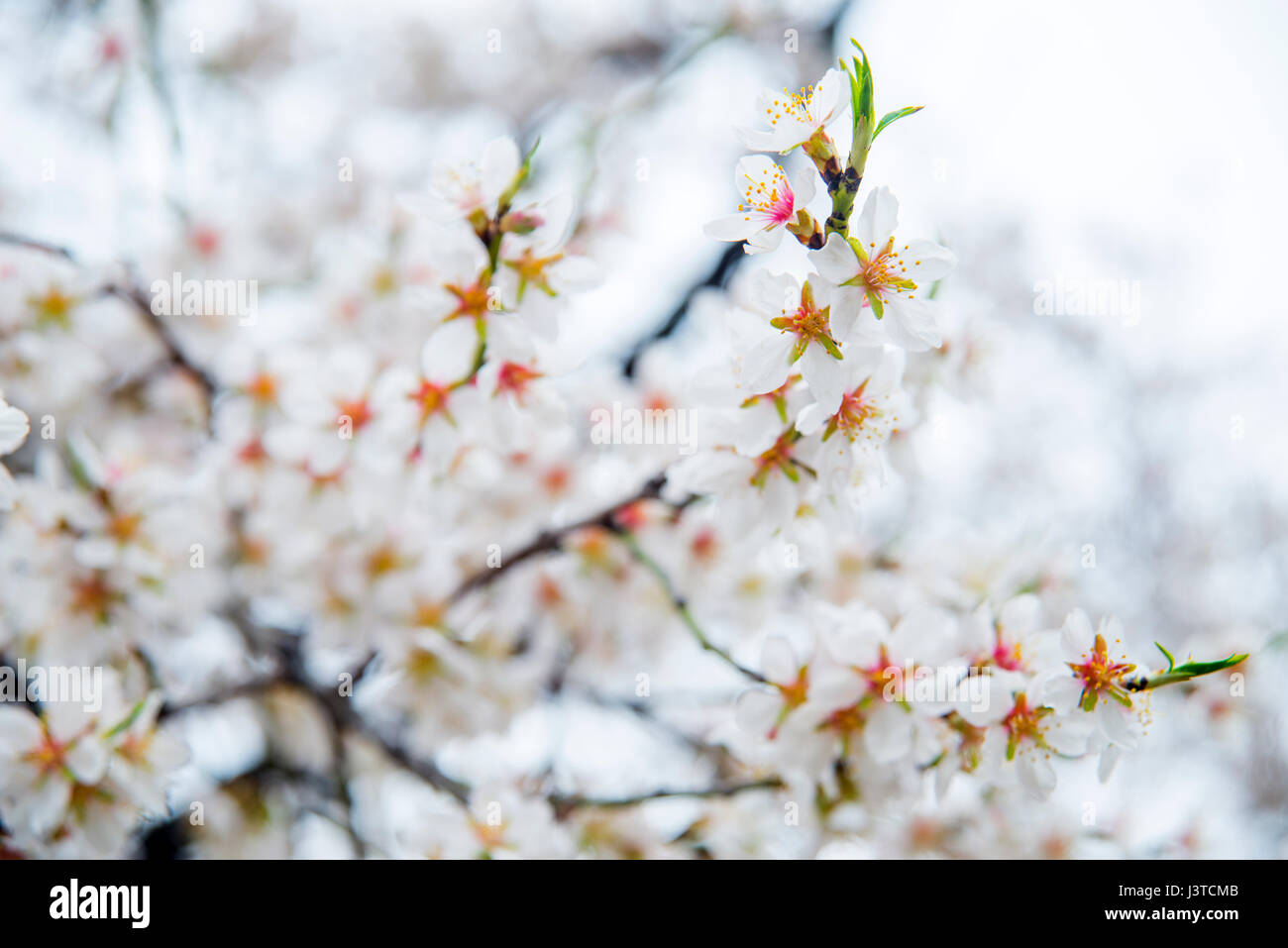 Branches of flowered almon tree. Close view Stock Photo - Alamy