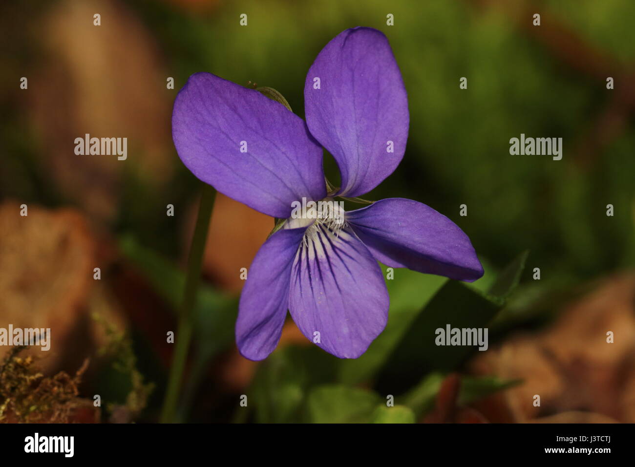 Violet trust hi-res stock photography and images - Alamy