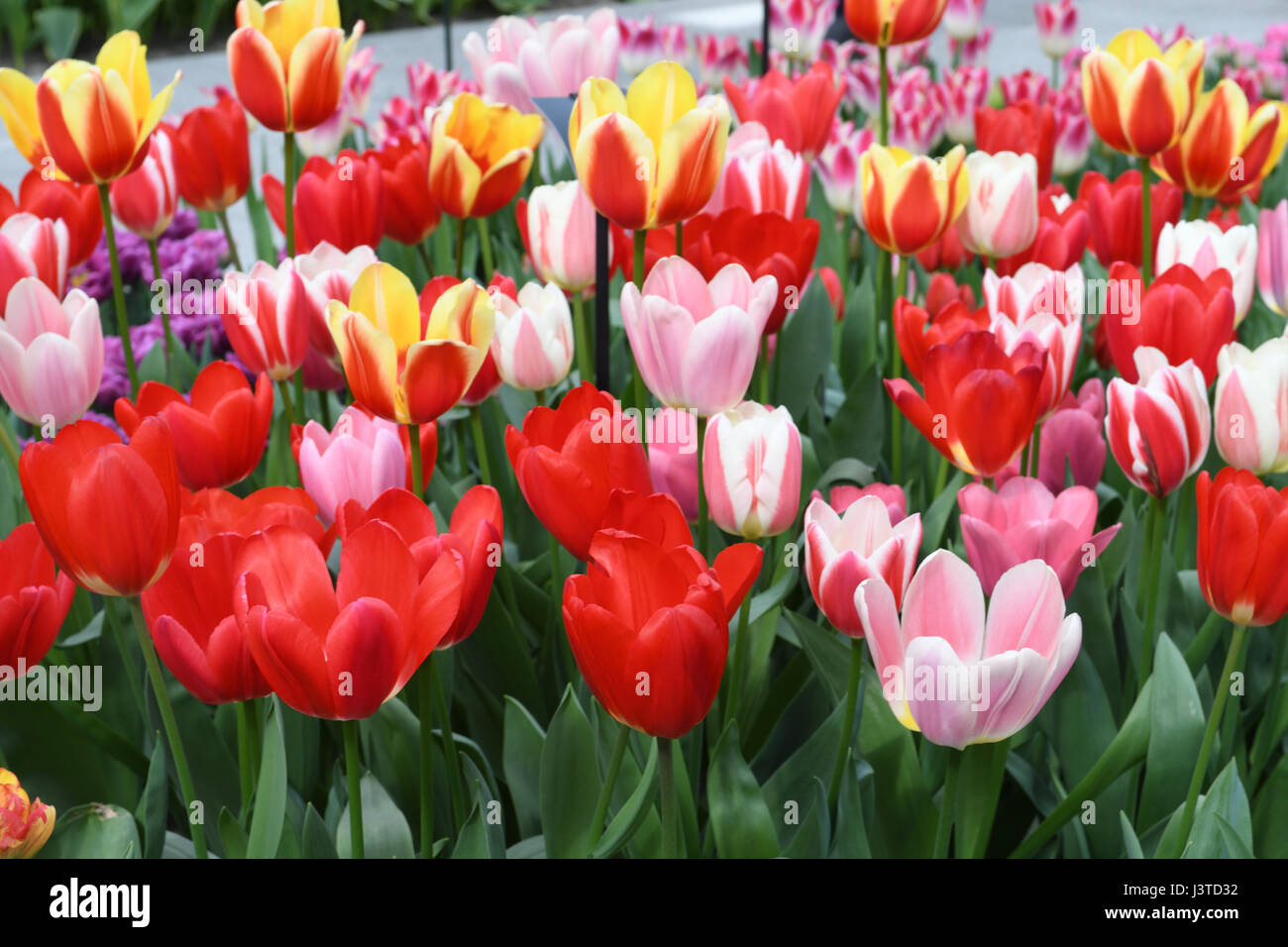 Shrubs of various colors hi-res stock photography and images - Alamy