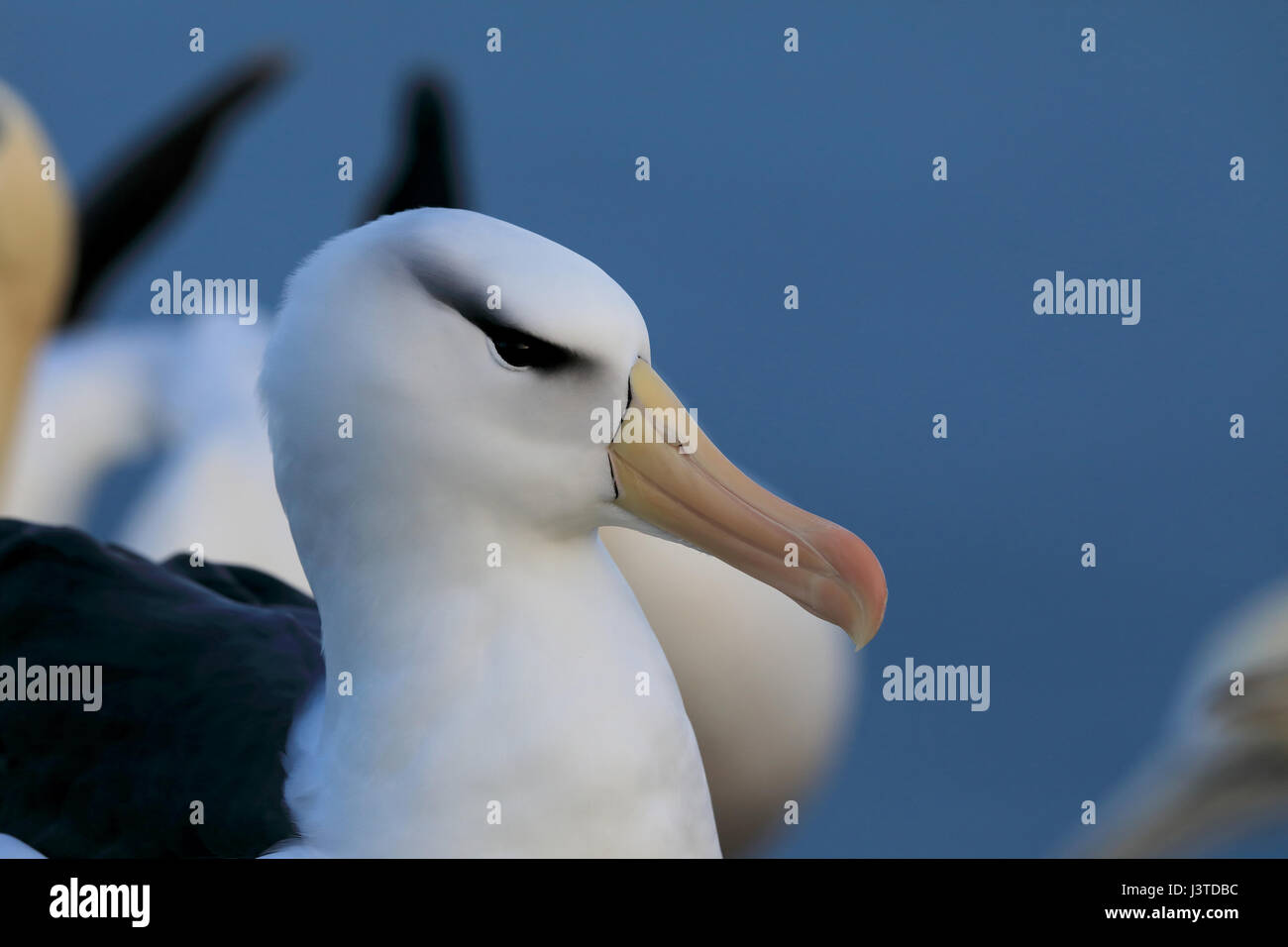 Black-browed Albatros ( Thalassarche melanophris ) or Mollymawk ...