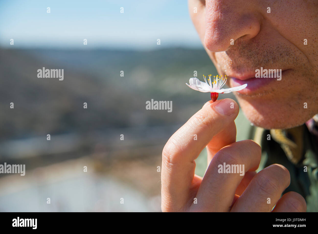 Man sniffing a flower of almond tree. Close view Stock Photo - Alamy