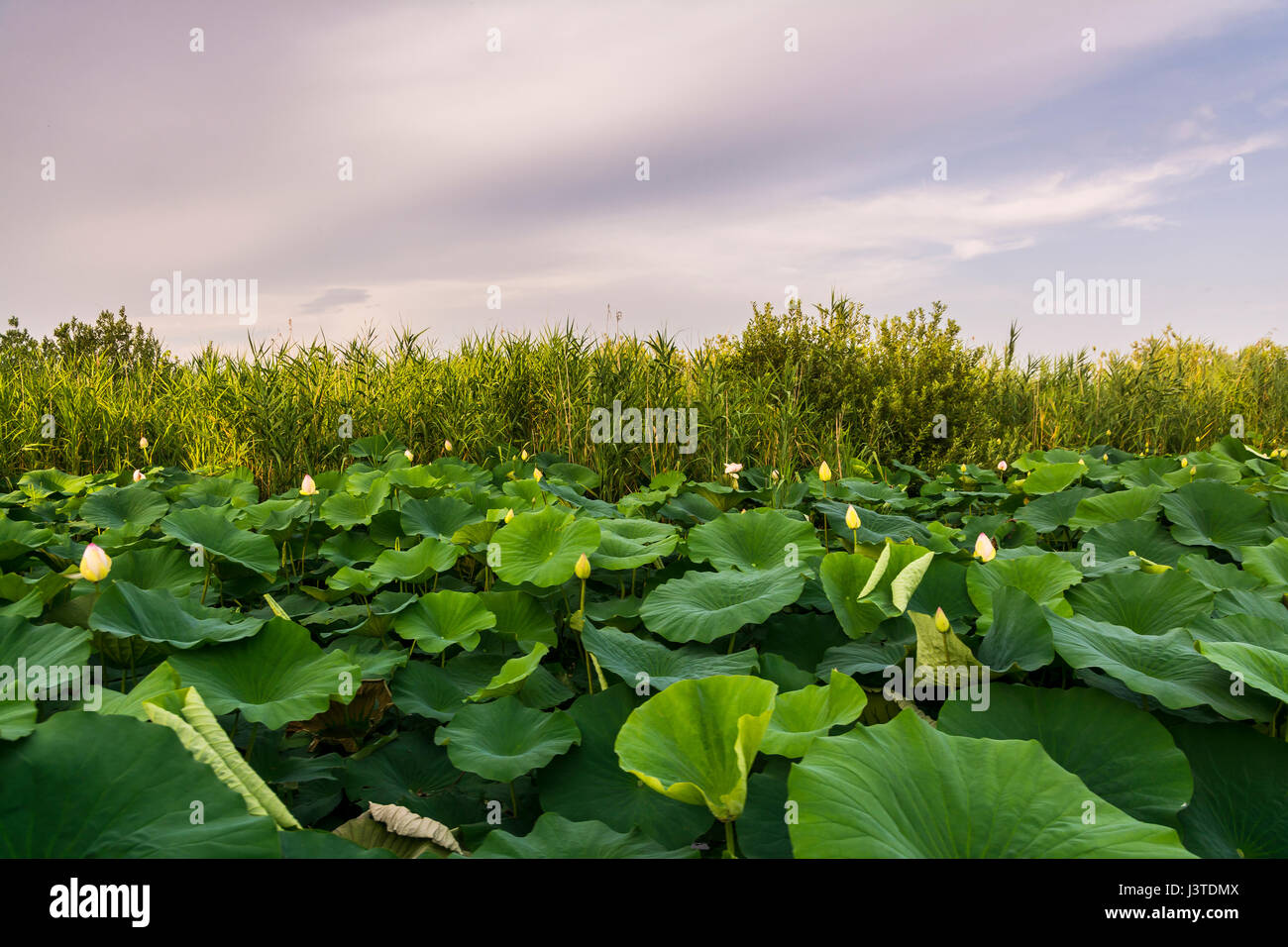 Lotus flowers on river hi-res stock photography and images - Alamy
