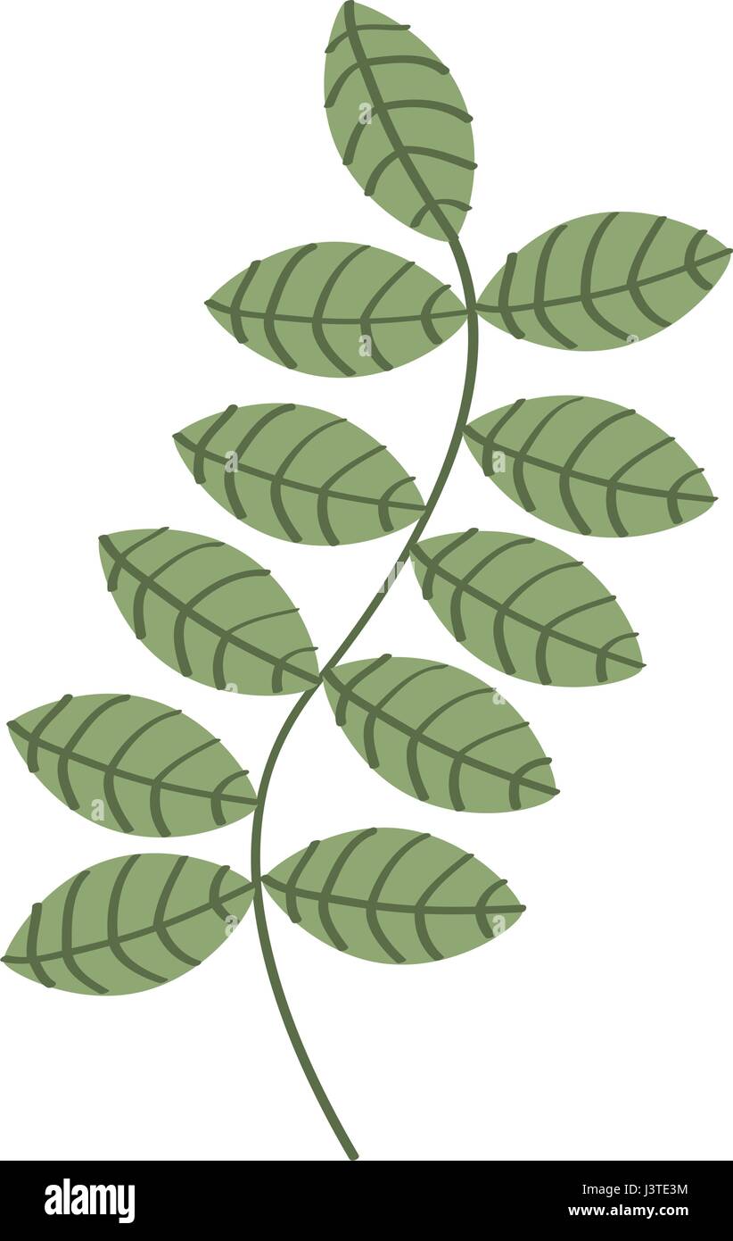 leafs plant decorative icon Stock Vector Image & Art - Alamy