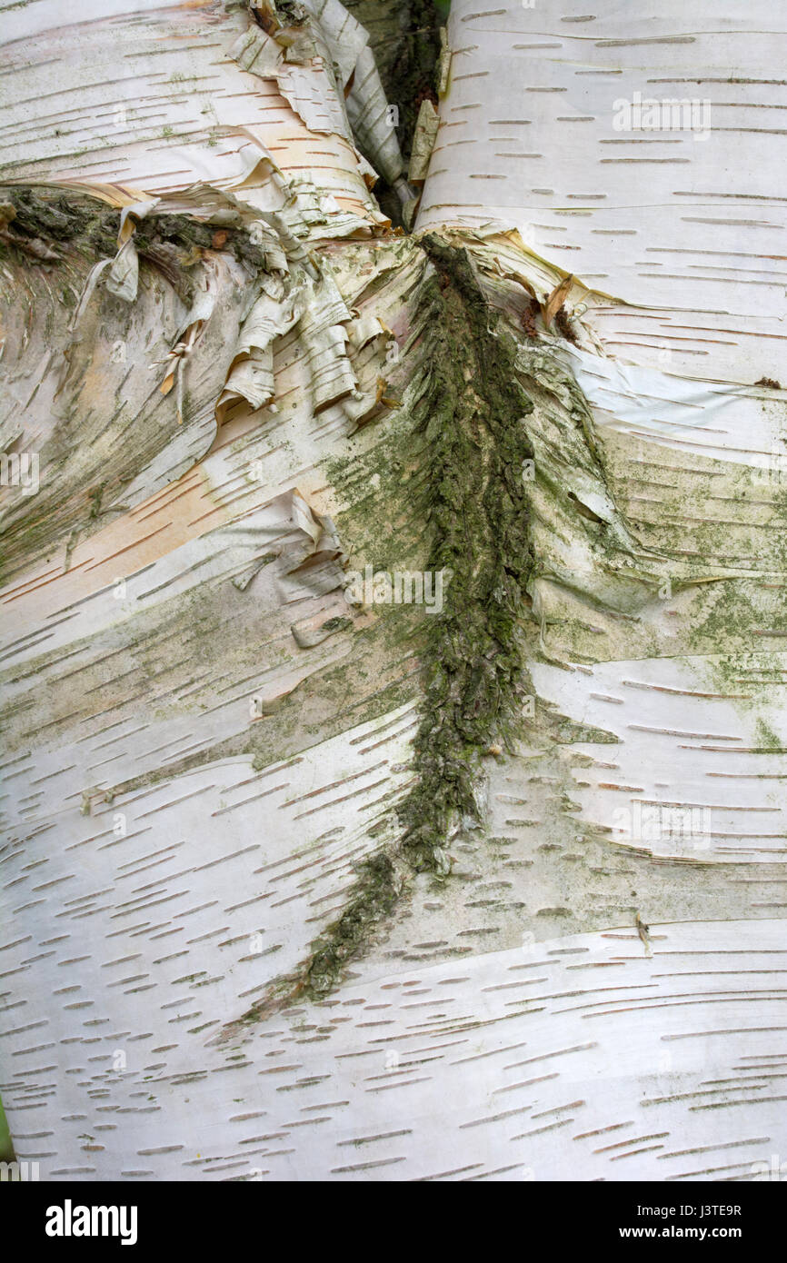 Curved birch hi-res stock photography and images - Alamy