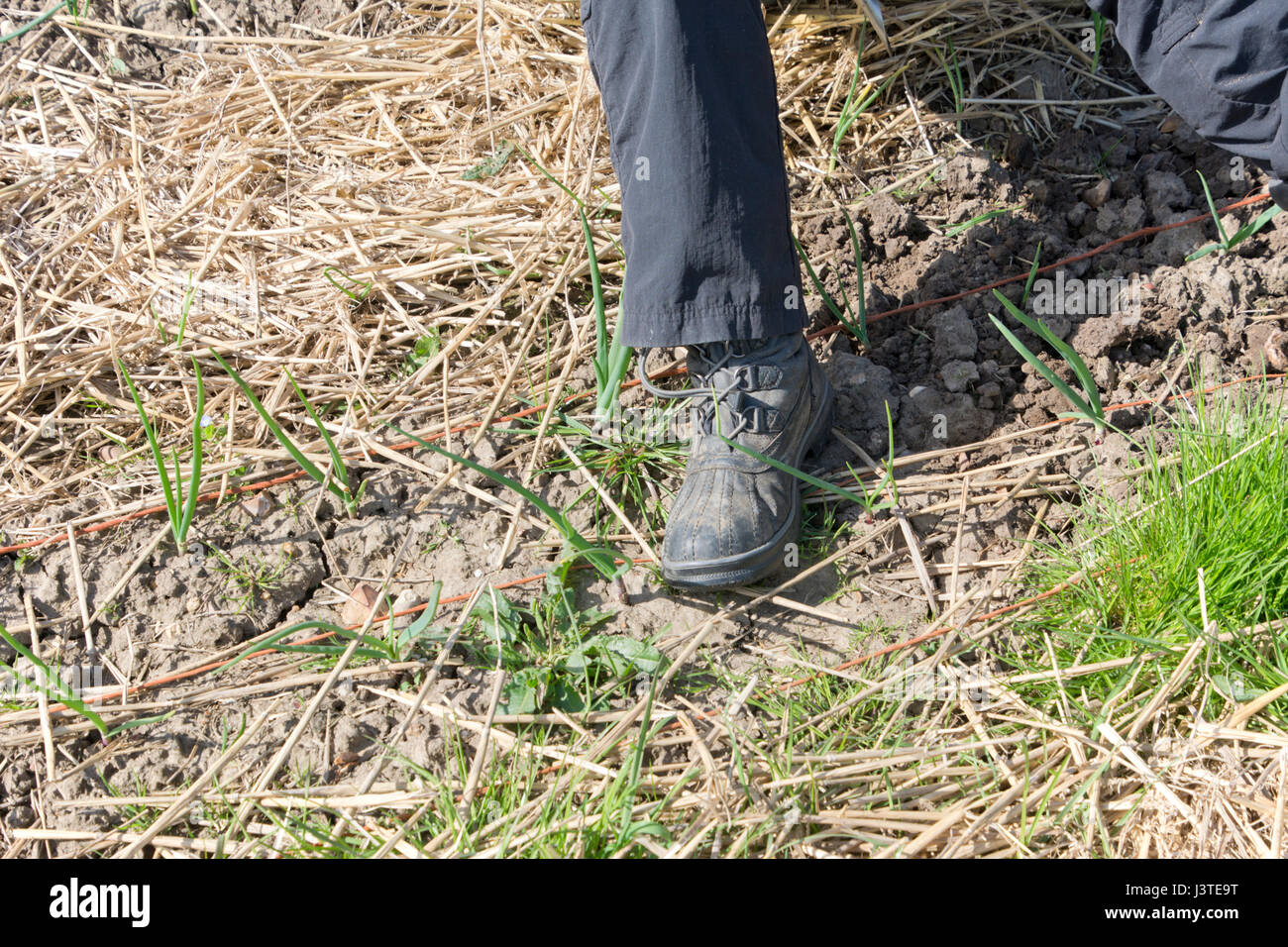 Weeding plants hi-res stock photography and images - Alamy