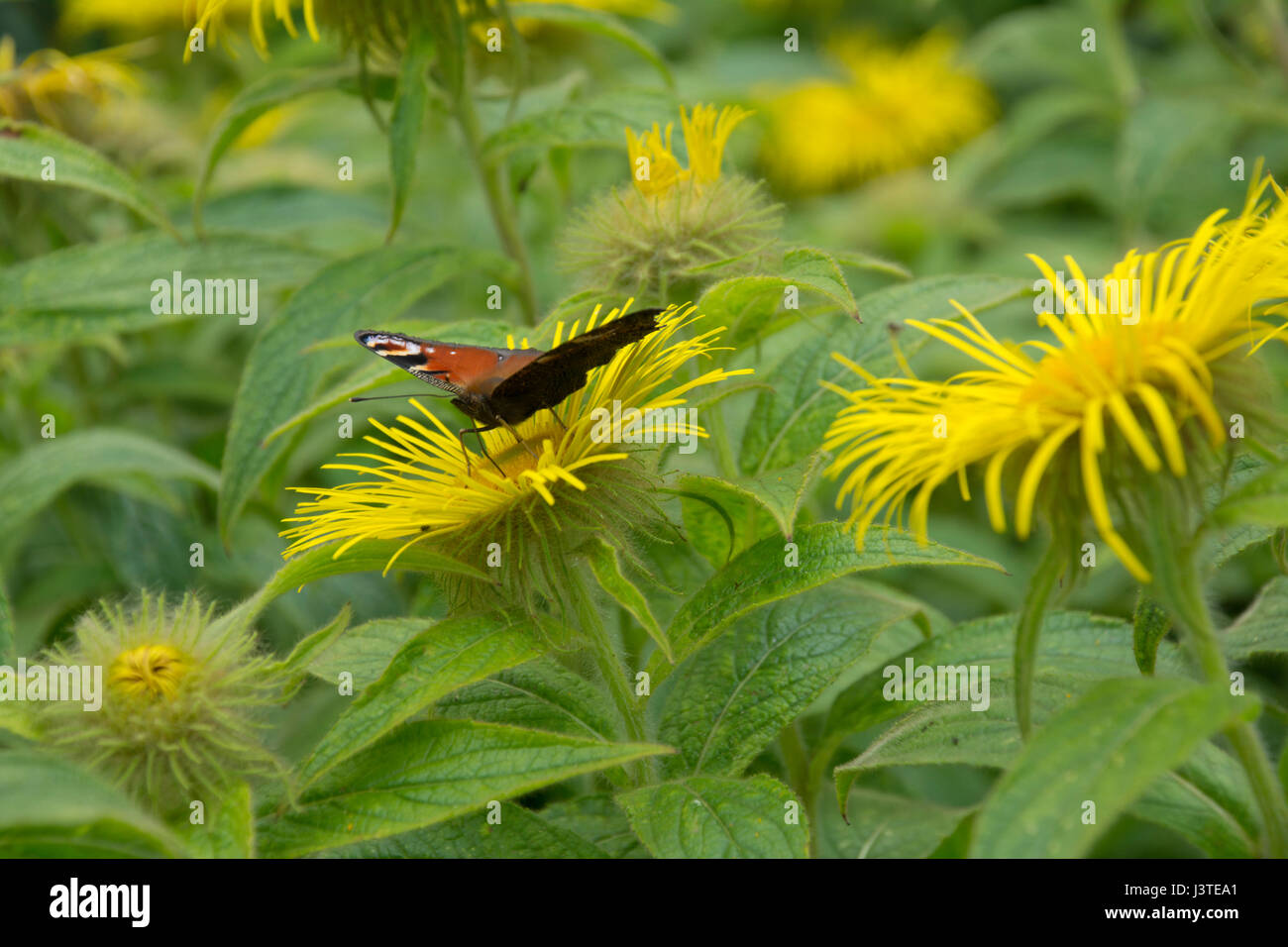 Peacock butterfly on Inula hookeri flower Stock Photo - Alamy