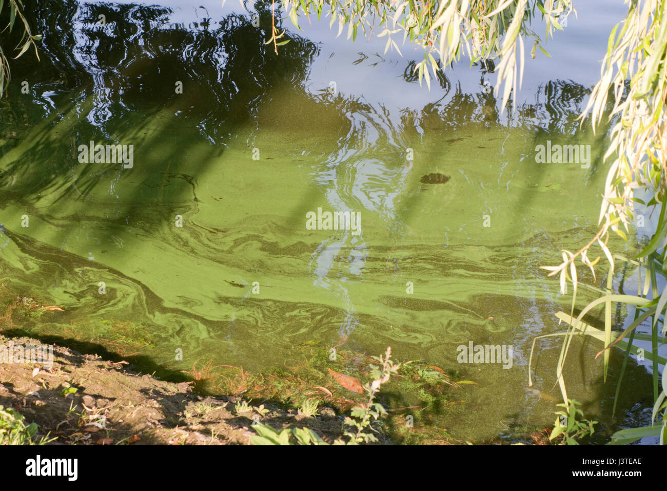 Oil from boats Stock Photo - Alamy