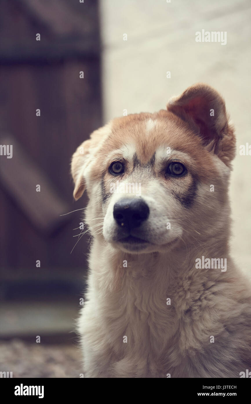 Northern Inuit puppy in the garden Stock Photo - Alamy