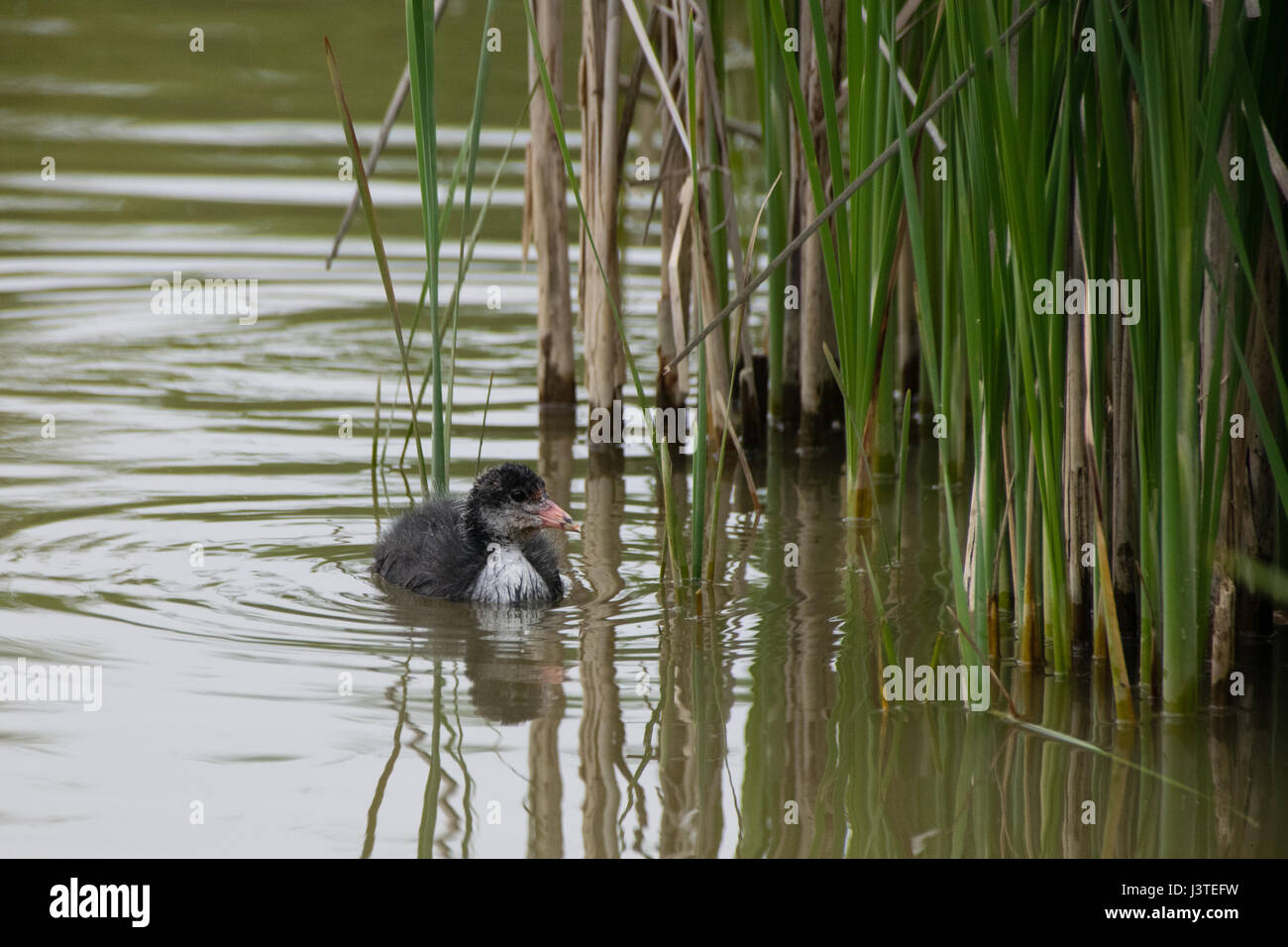 Coot duckling swimming amongst the reeds Stock Photo - Alamy