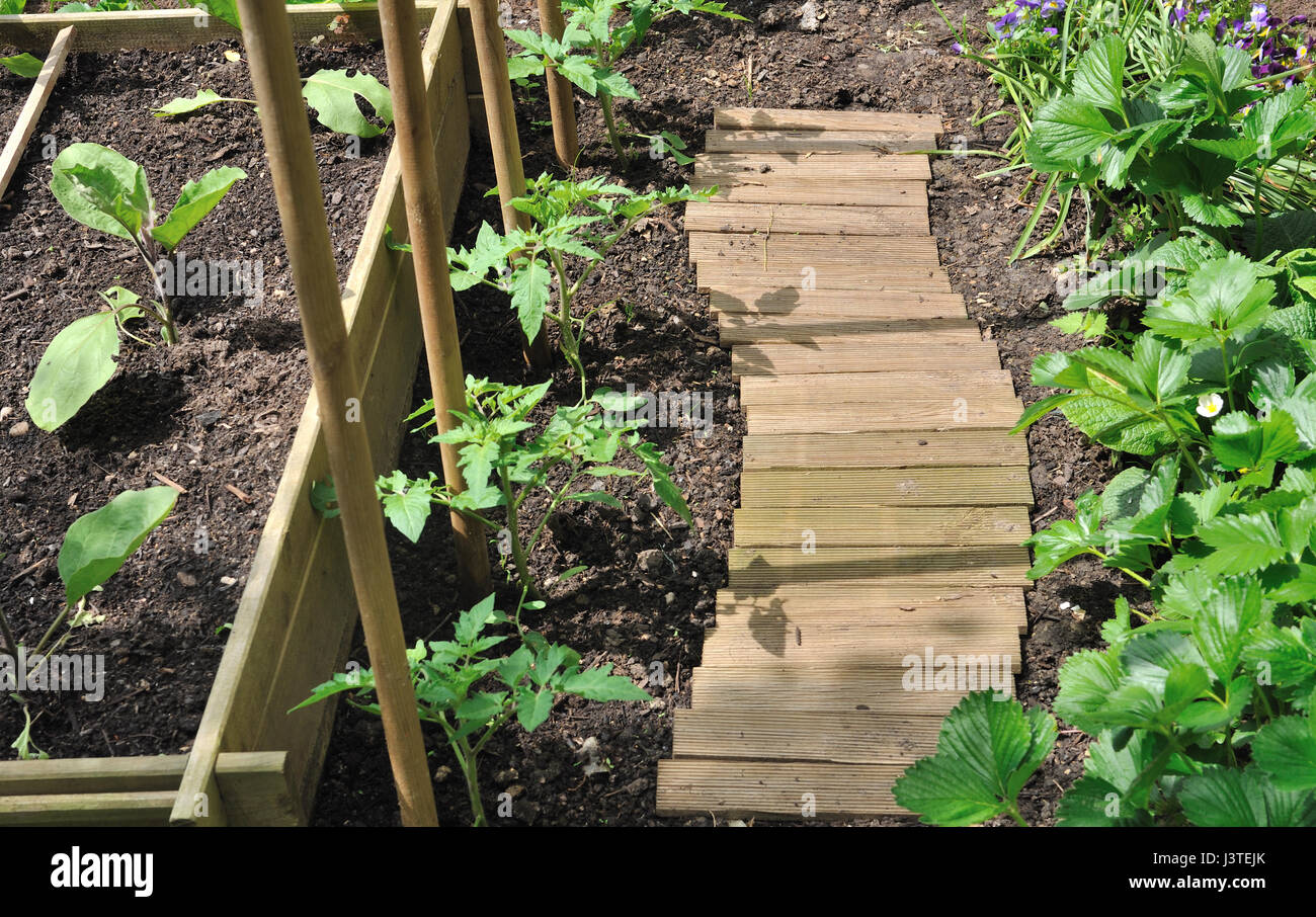 vegetable seedlings planting in a patch Stock Photo - Alamy
