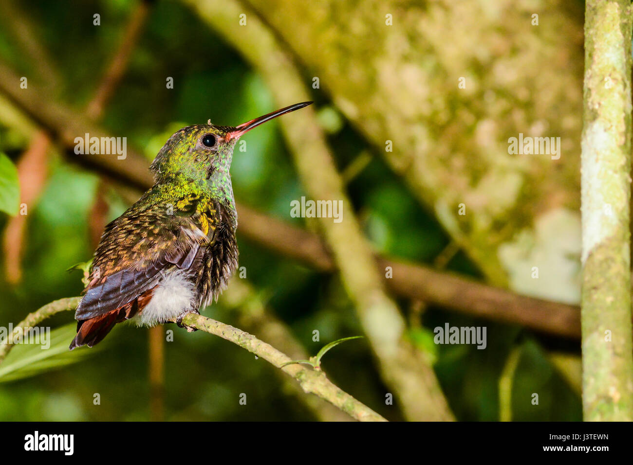 Juvenile hummingbird hi-res stock photography and images - Alamy