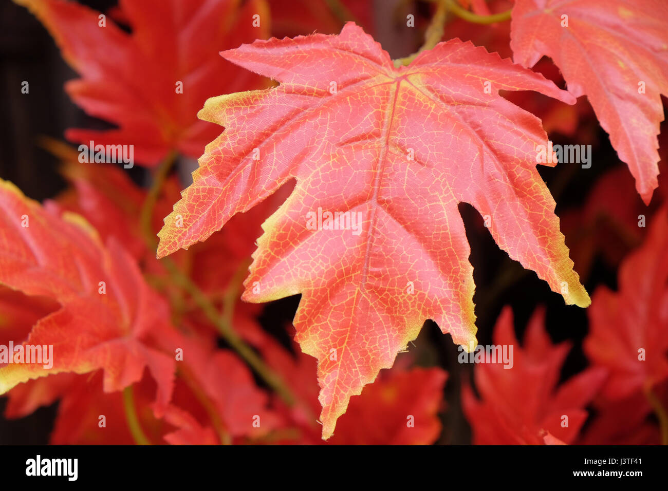 Plastic leaf hi-res stock photography and images - Alamy